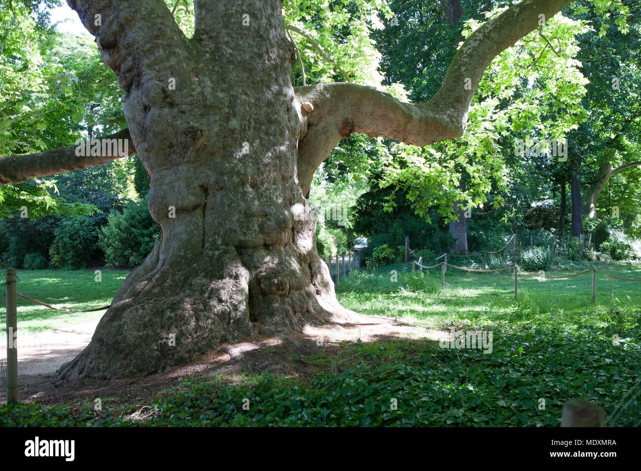 Paris, Parc Monceau, Platanus orientalis, special tree Stock Photo - Alamy