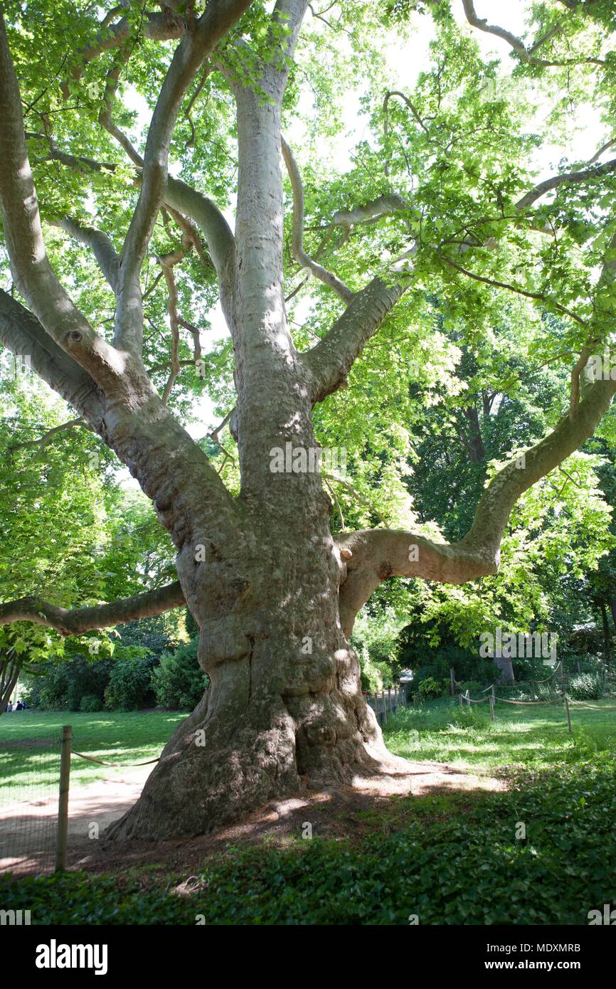 Paris, Parc Monceau, Platanus orientalis, special tree Stock Photo - Alamy