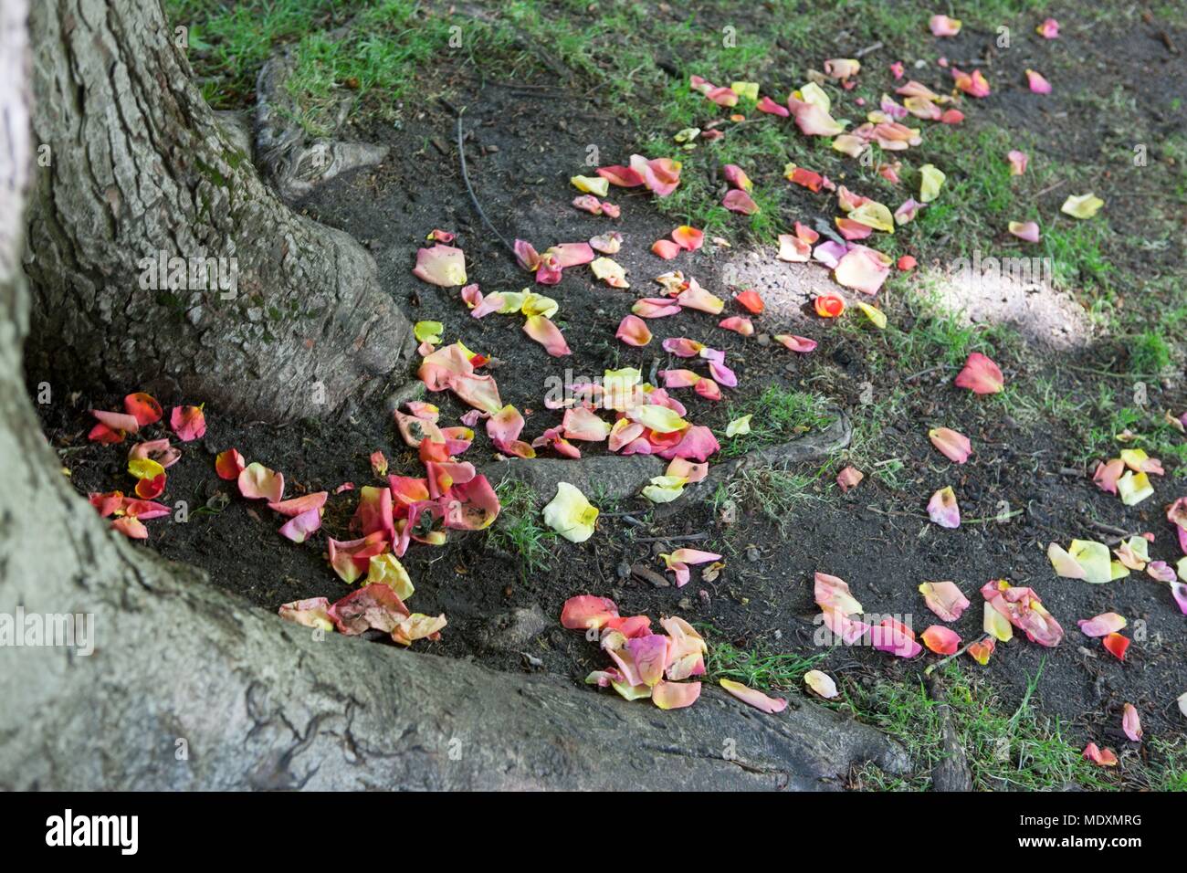 Paris, Parc Monceau, flower petals at the bottom of a plane tree Stock ...