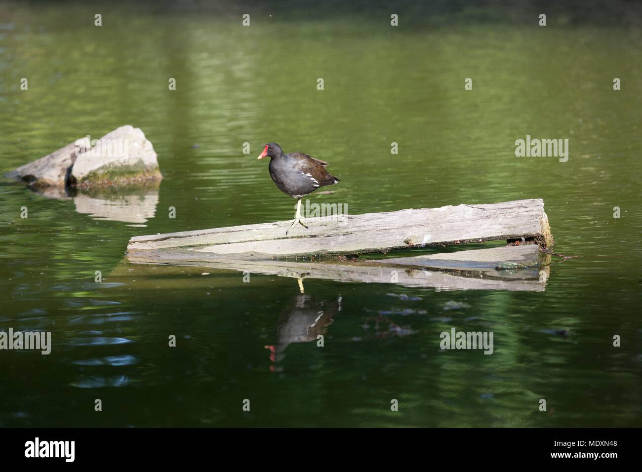 Paris, Parc de Bercy, pond, bird reserve Stock Photo - Alamy
