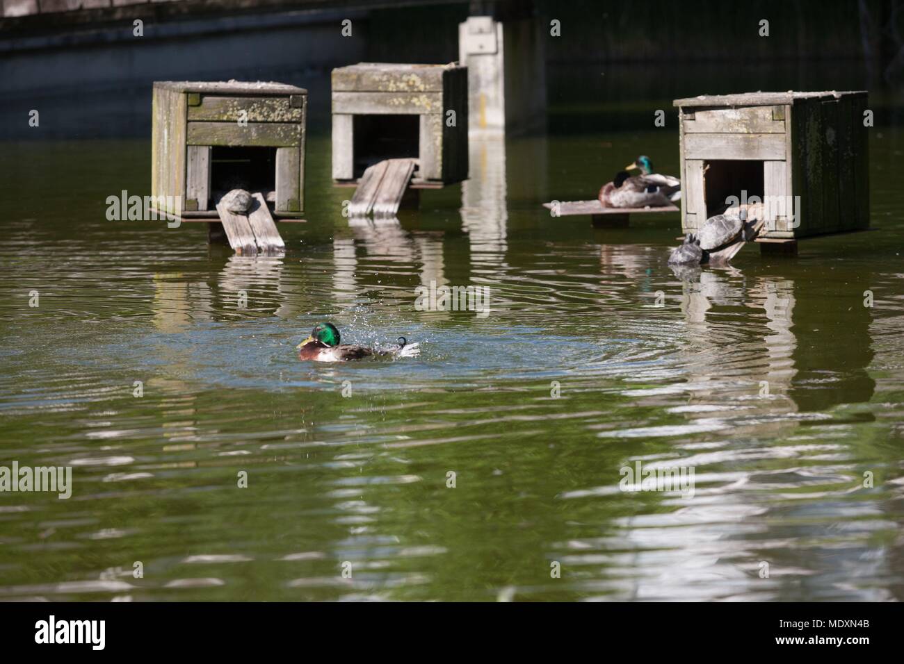 Paris, Parc de Bercy, pond with ducks and turtles Stock Photo - Alamy