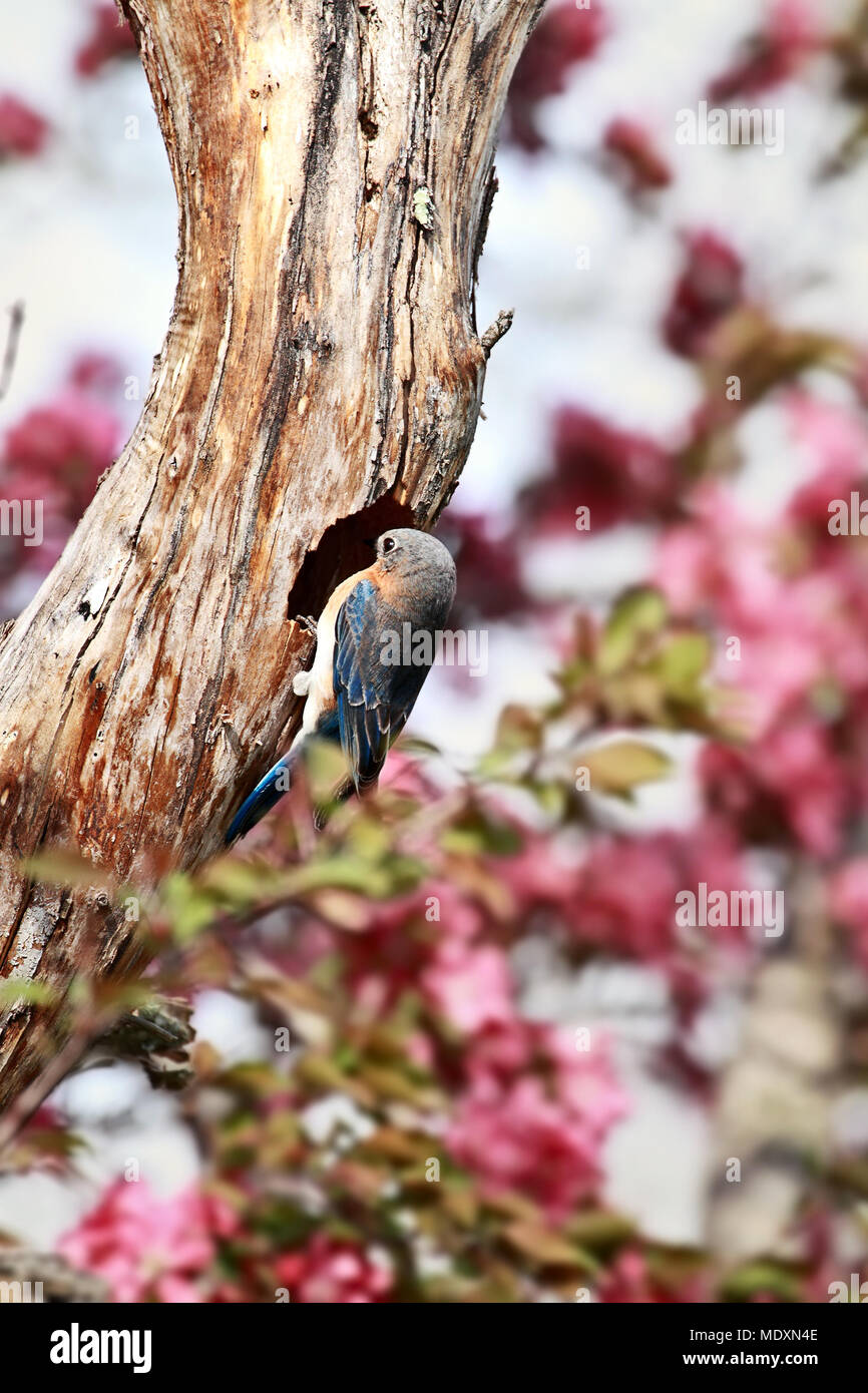 Bluebird in flowers hi-res stock photography and images - Alamy