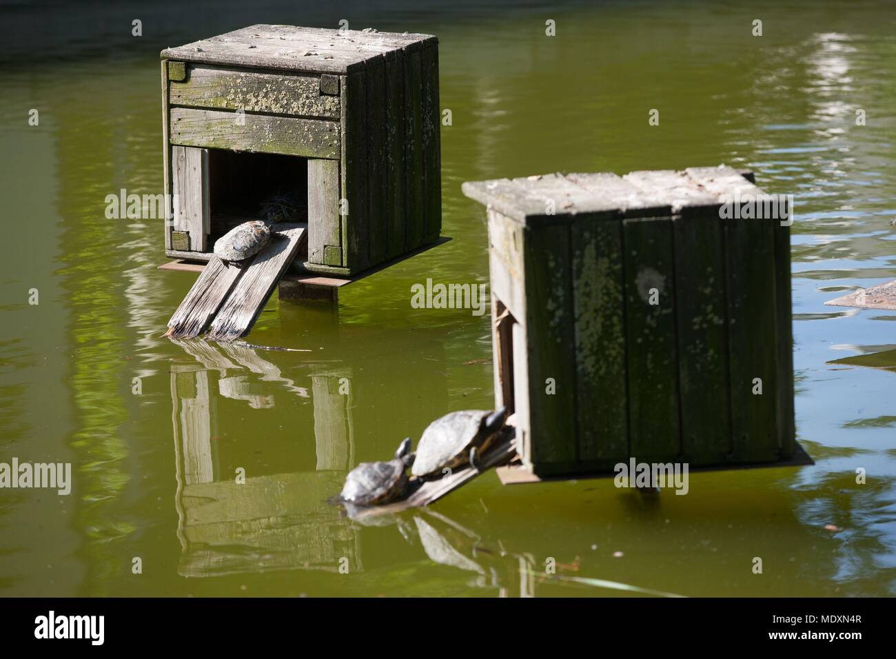 Paris, Parc de Bercy, pond with ducks and turtles Stock Photo - Alamy