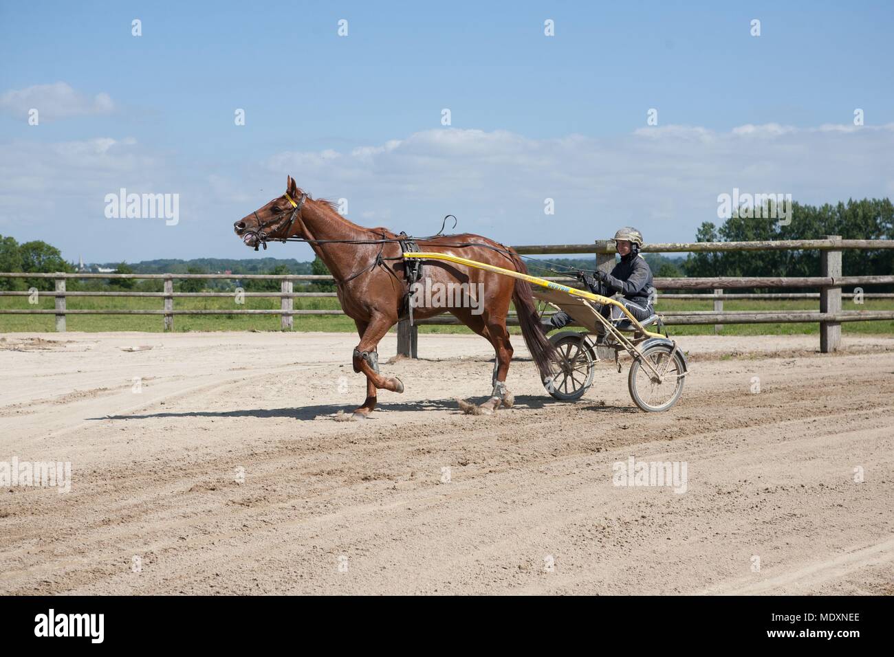 France, Lower Normandy region, Manche (department), stud farm de ...
