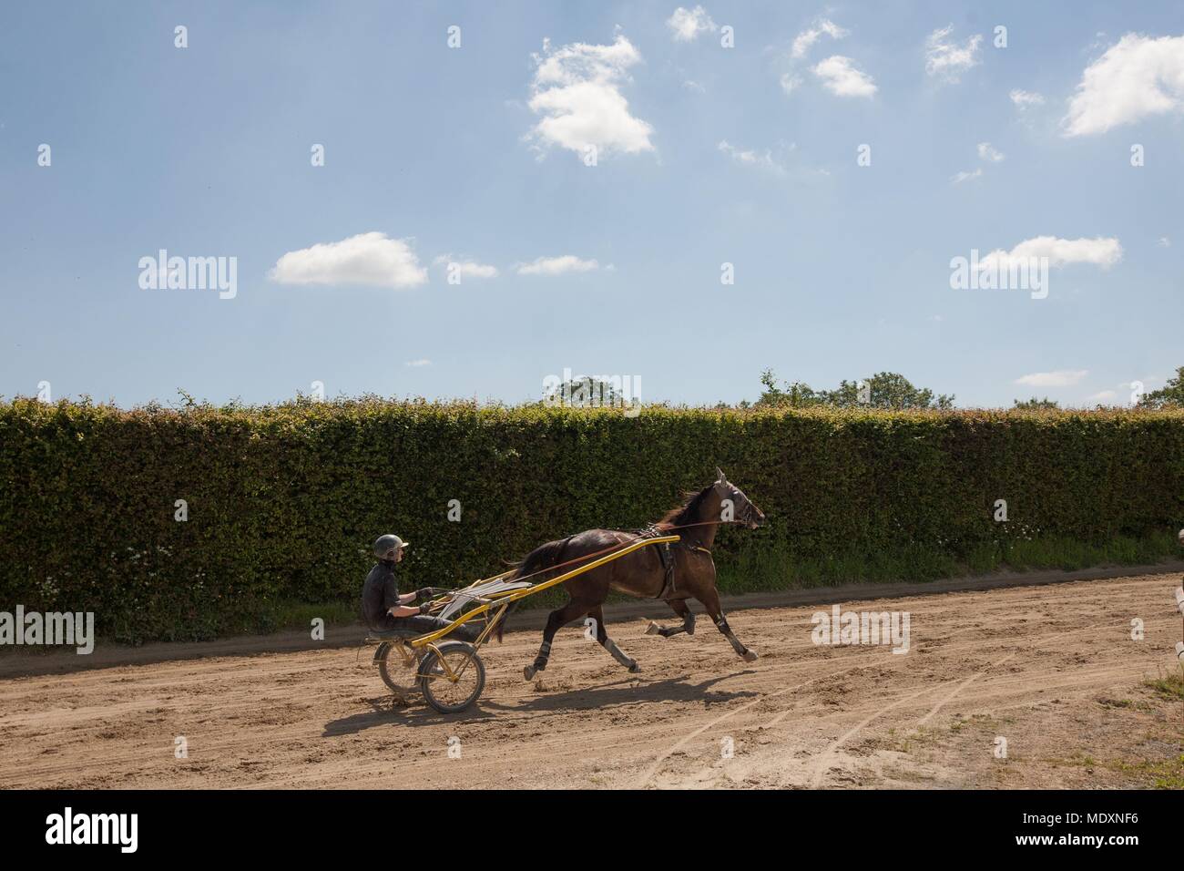 France, Lower Normandy region, Manche (department), stud farm de ...