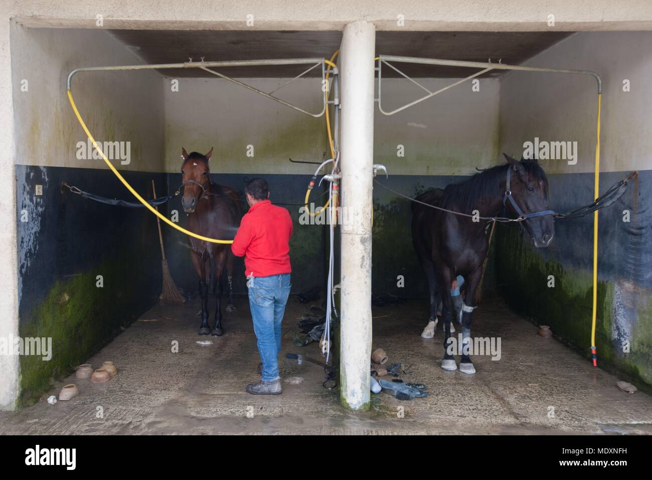 France, Lower Normandy region, Manche (department), stud farm de ...