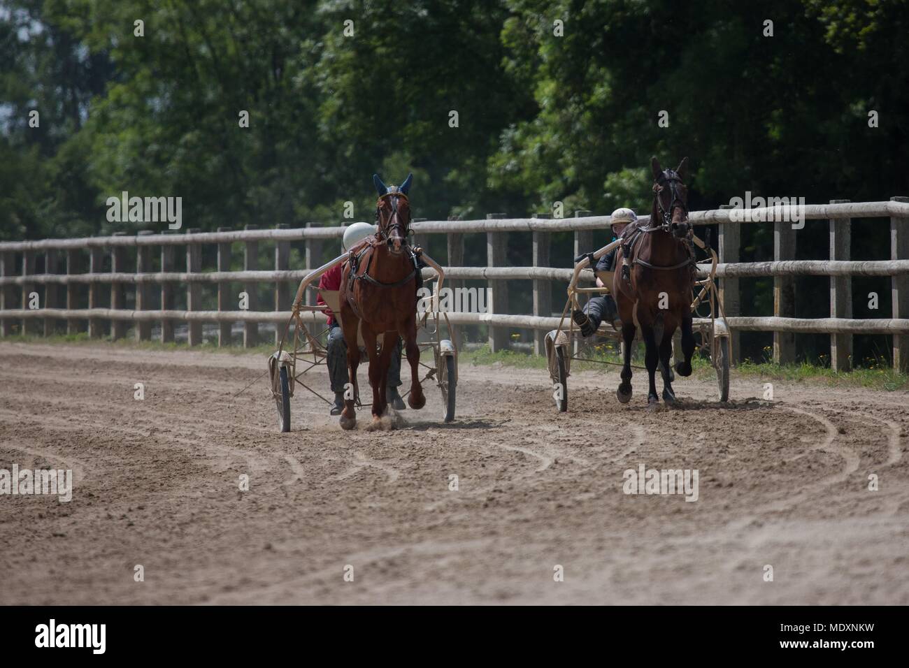 France, Lower Normandy region, Manche (department), stud farm de ...
