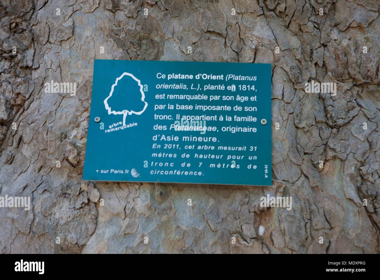 Paris, parc monceau, Platanus orientalis, special tree Stock Photo - Alamy