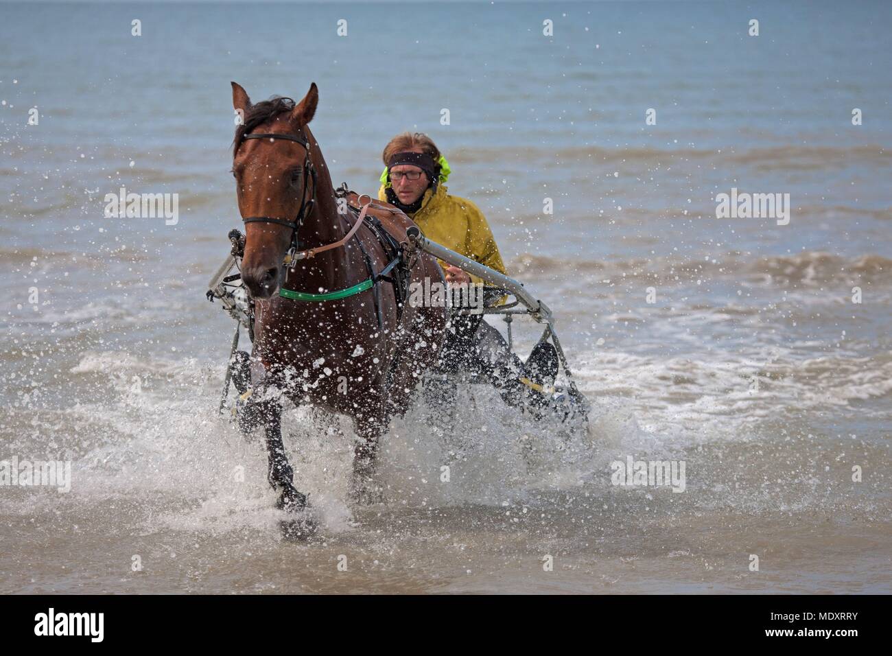 France, Calvados, bieville quetieville, stud farm de pitz, stable ...