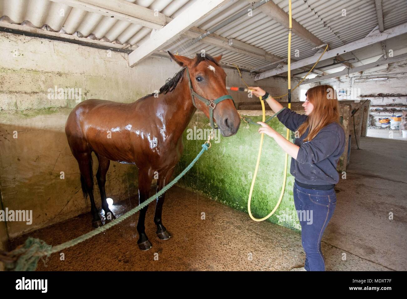 France, Lower Normandy, bieville quetieville, stud farm de pitz, stable ...