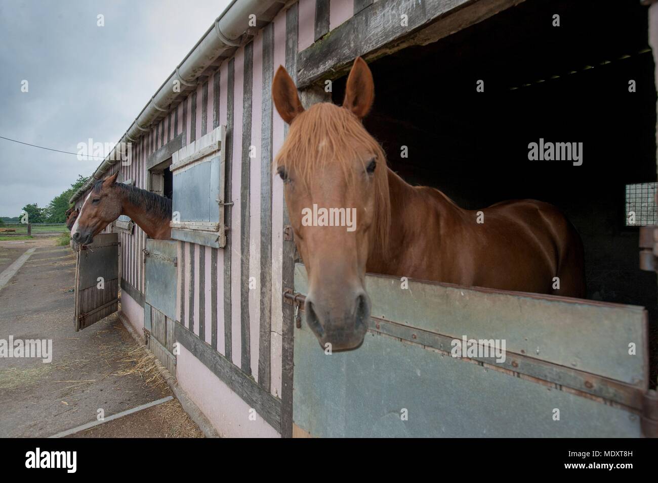 France, Lower Normandy, bieville quetieville, stud farm de pitz, stable ...
