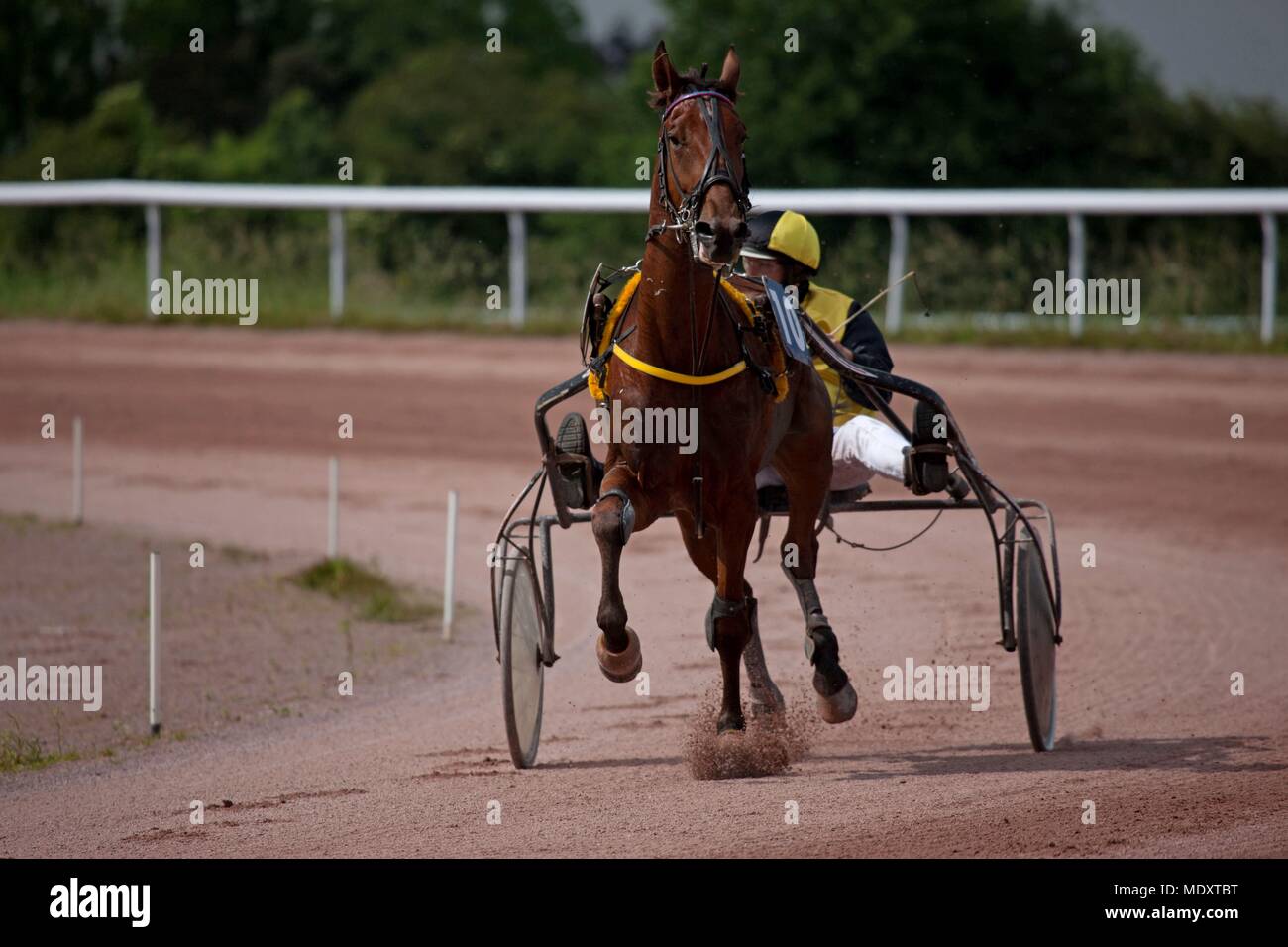 France, Lower Normandy, Calvados, Lisieux, race of the tresorerie, trot ...