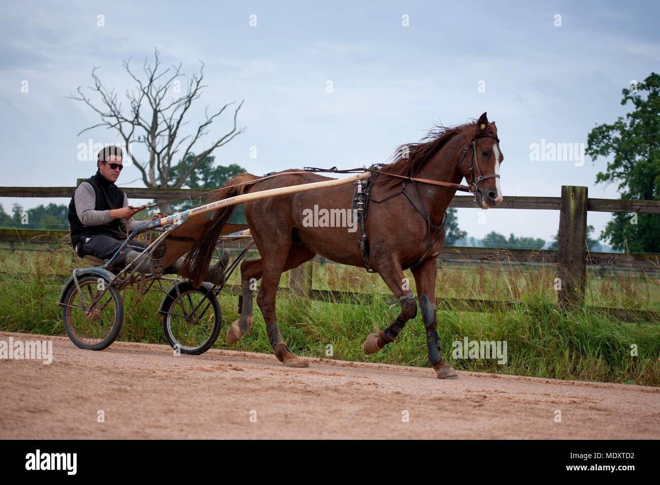 France, Lower Normandy, bieville quetieville, stud farm de pitz, stable ...