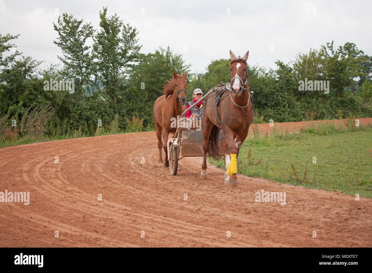 France, Lower Normandy, bieville quetieville, stud farm de pitz, stable ...