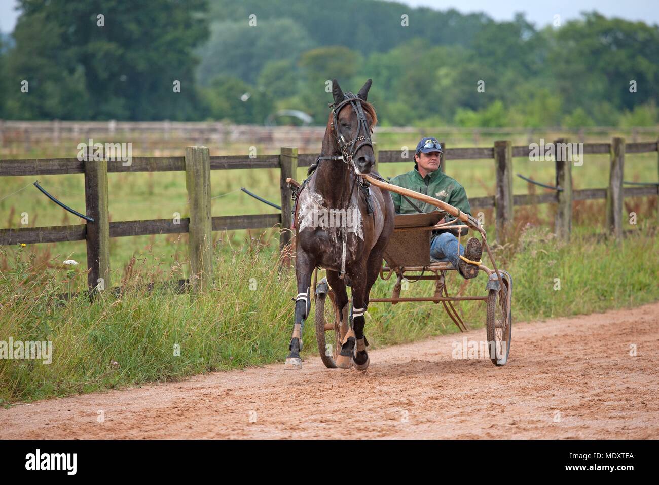 France, Lower Normandy, bieville quetieville, stud farm de pitz, stable ...