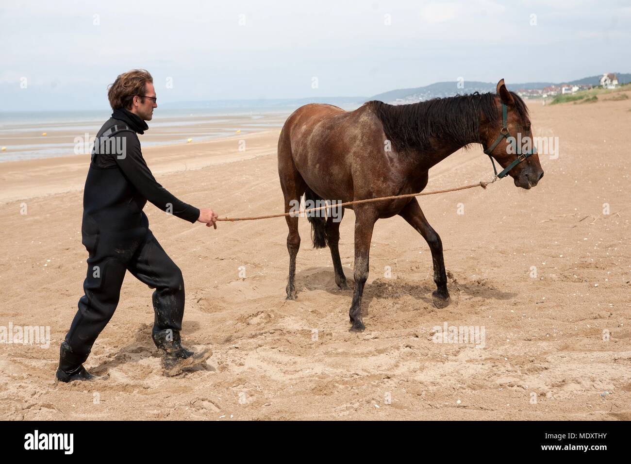 France, Calvados, bieville quetieville, stud farm de pitz, stable ...