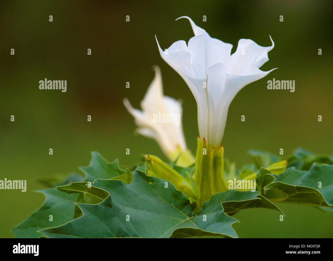 Poisonous Jimson weed blooming in summer Stock Photo - Alamy