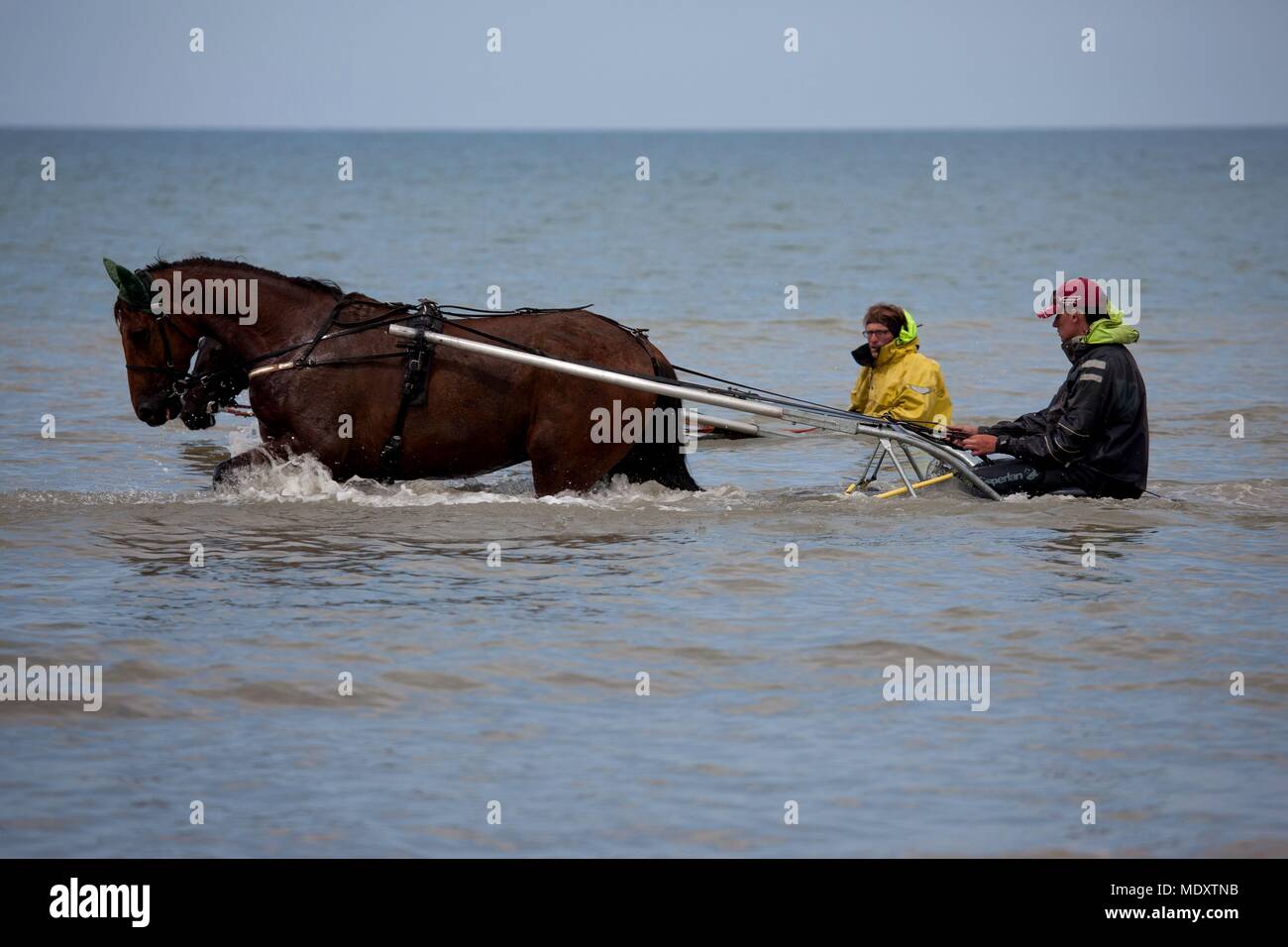 France, bieville quetieville, stud farm de pitz, stable danover ...