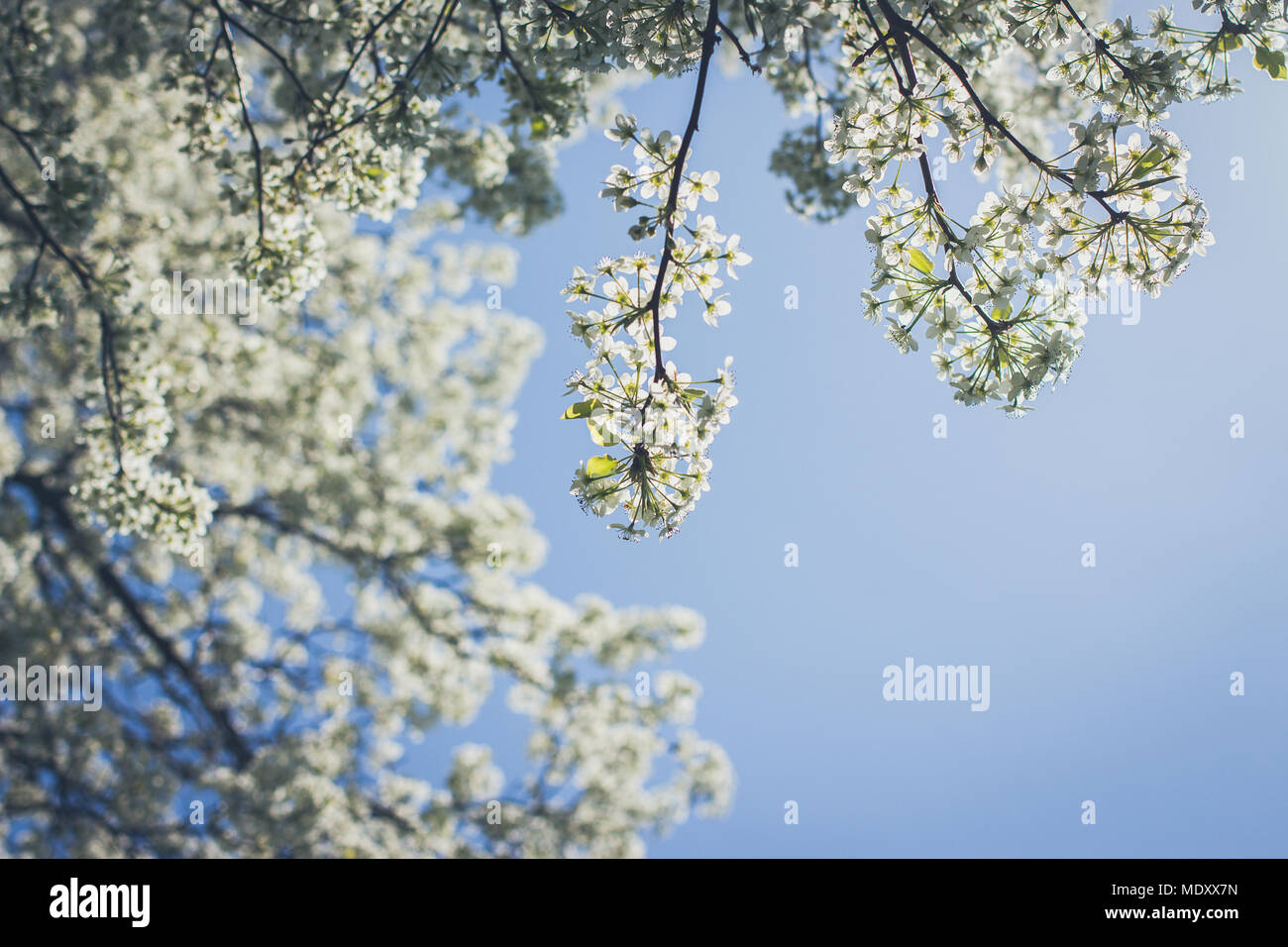 spring day nice blue sky Stock Photo - Alamy