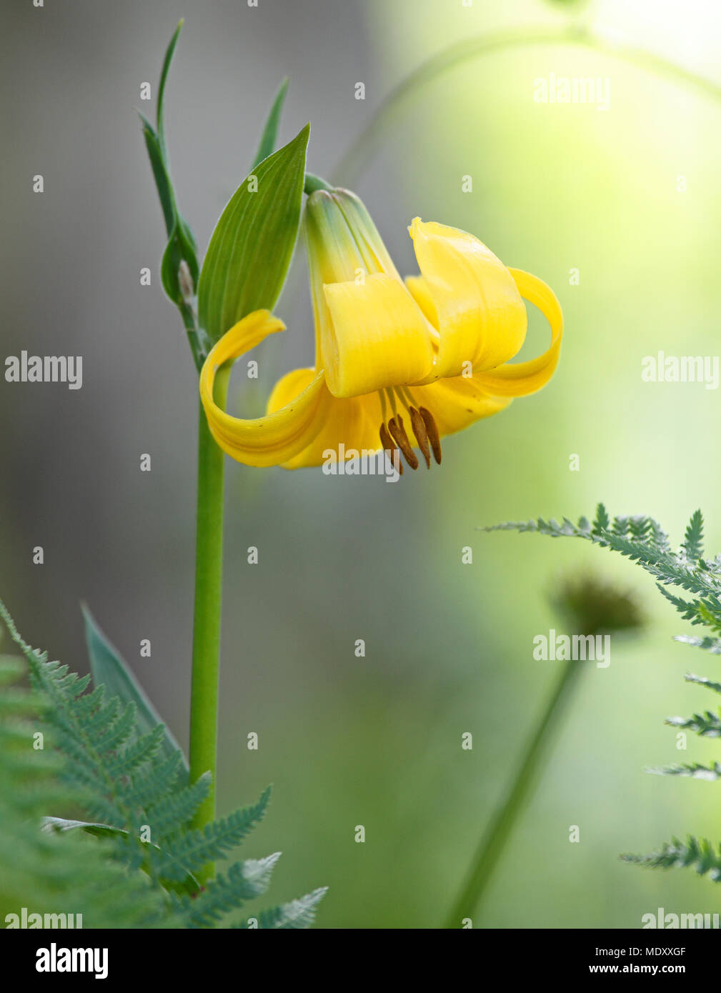 Beautiful blossoming yellow lily hi-res stock photography and images ...