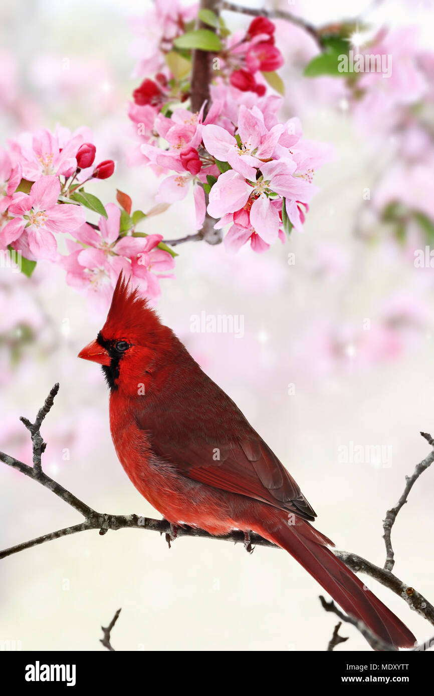 Beautiful red Cardinal sitting amid spring pink tree blossoms Stock ...