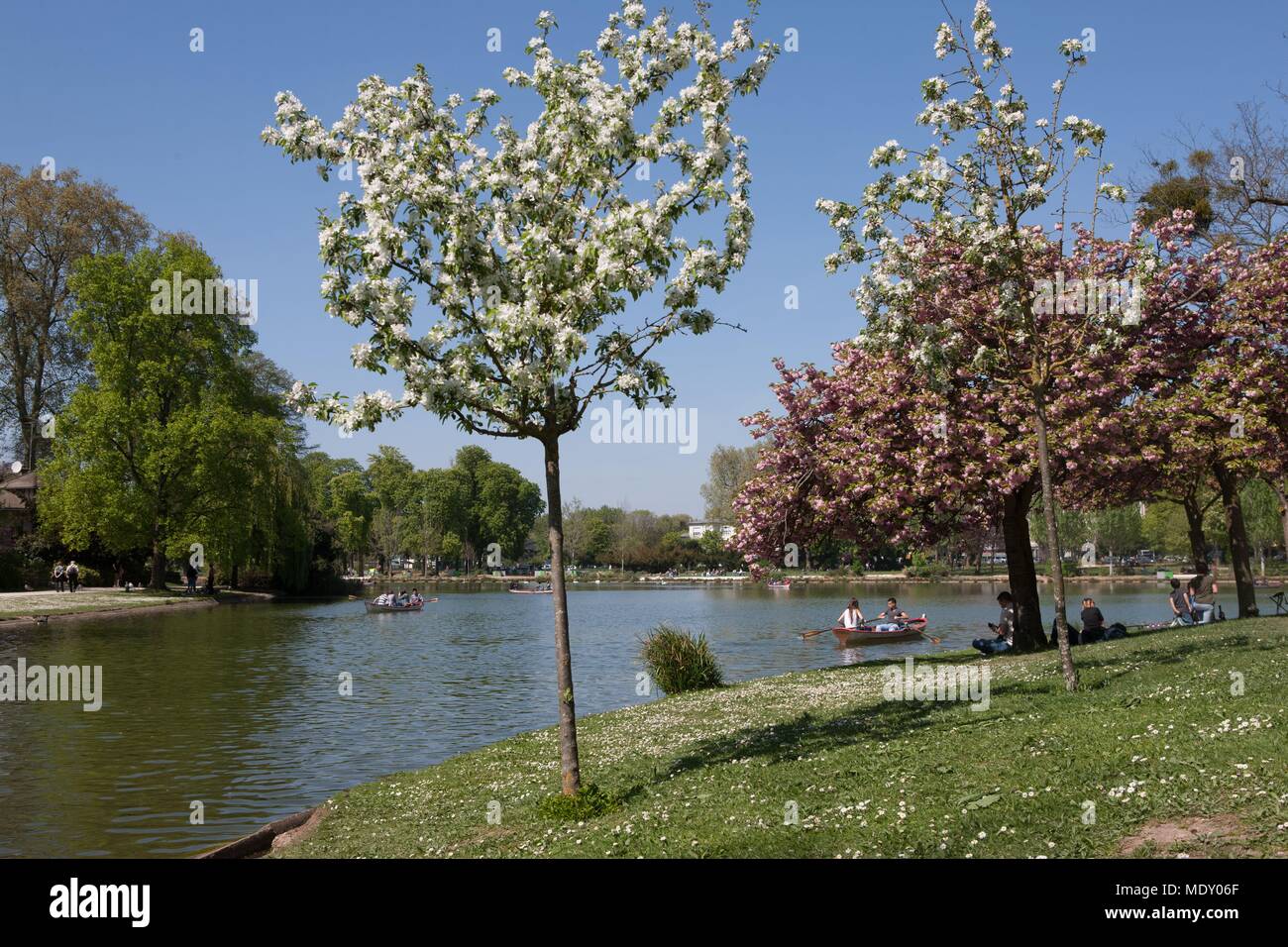 Paris, bois de vincennes, lac daumesnil, blossoming tree Stock Photo - Alamy