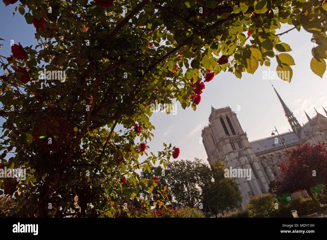 Paris, square rene viviani, in front of Notre Dame de Paris, roses ...