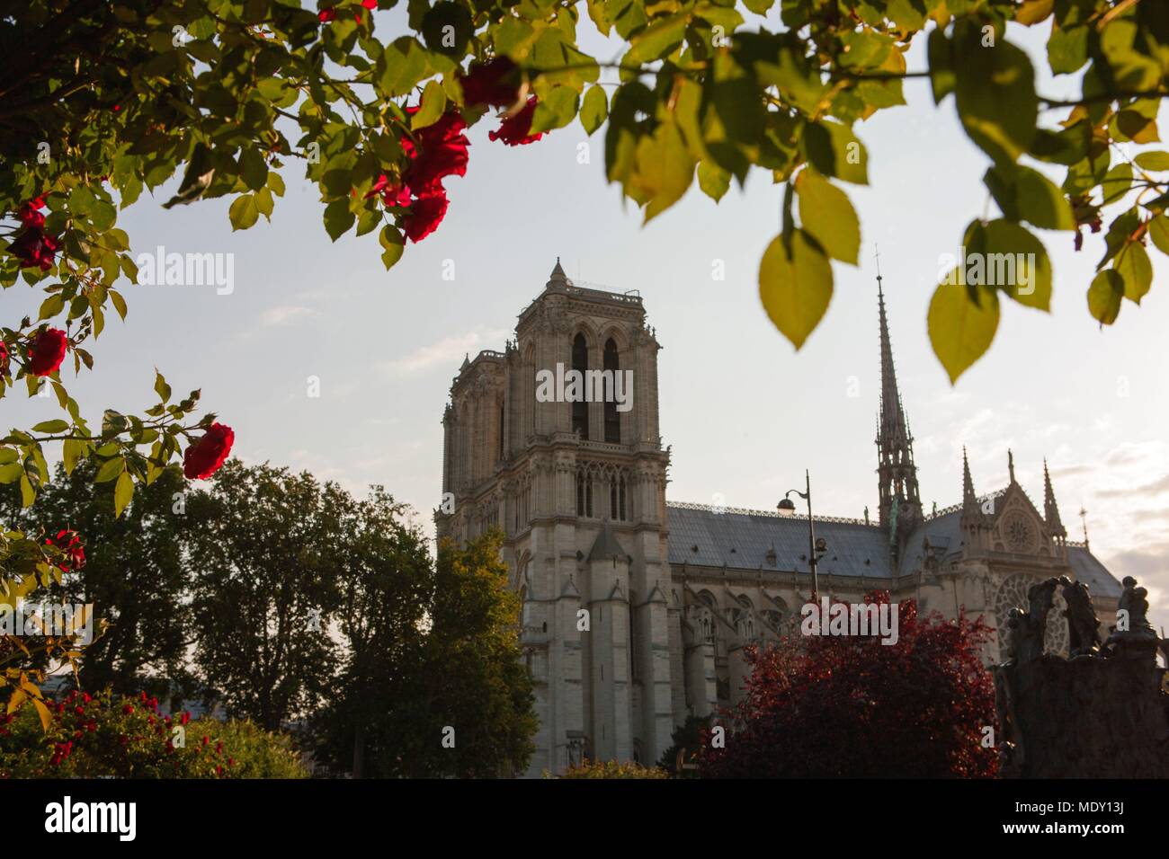Paris, square rene viviani, in front of Notre Dame de Paris, roses ...