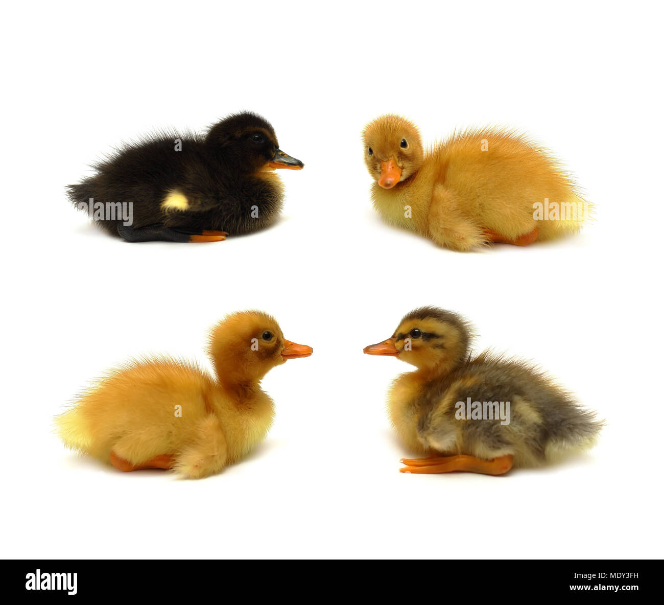 Duckling - four little birds on white background Stock Photo - Alamy