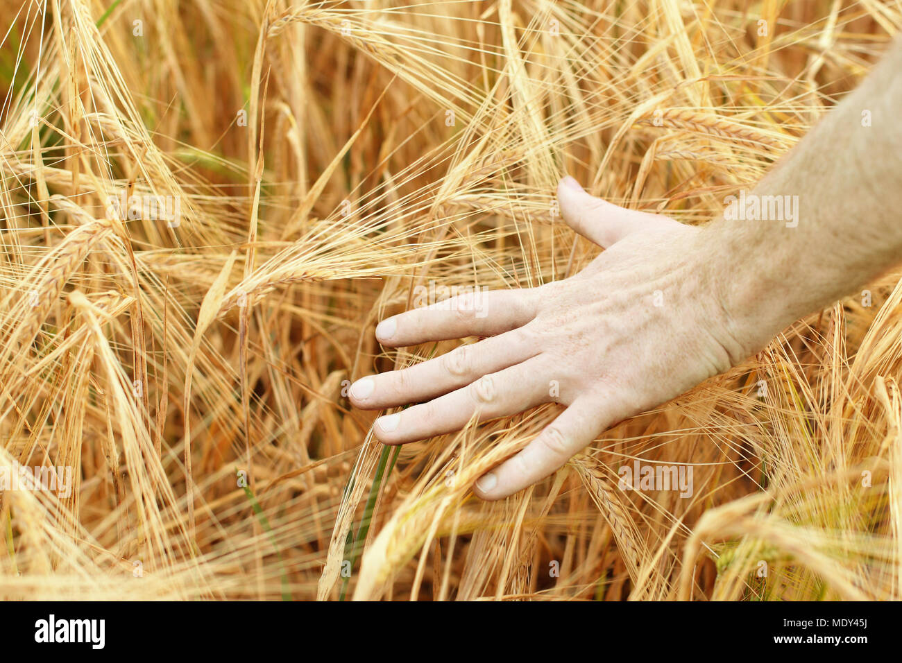 Hand in wheat field Stock Photo - Alamy