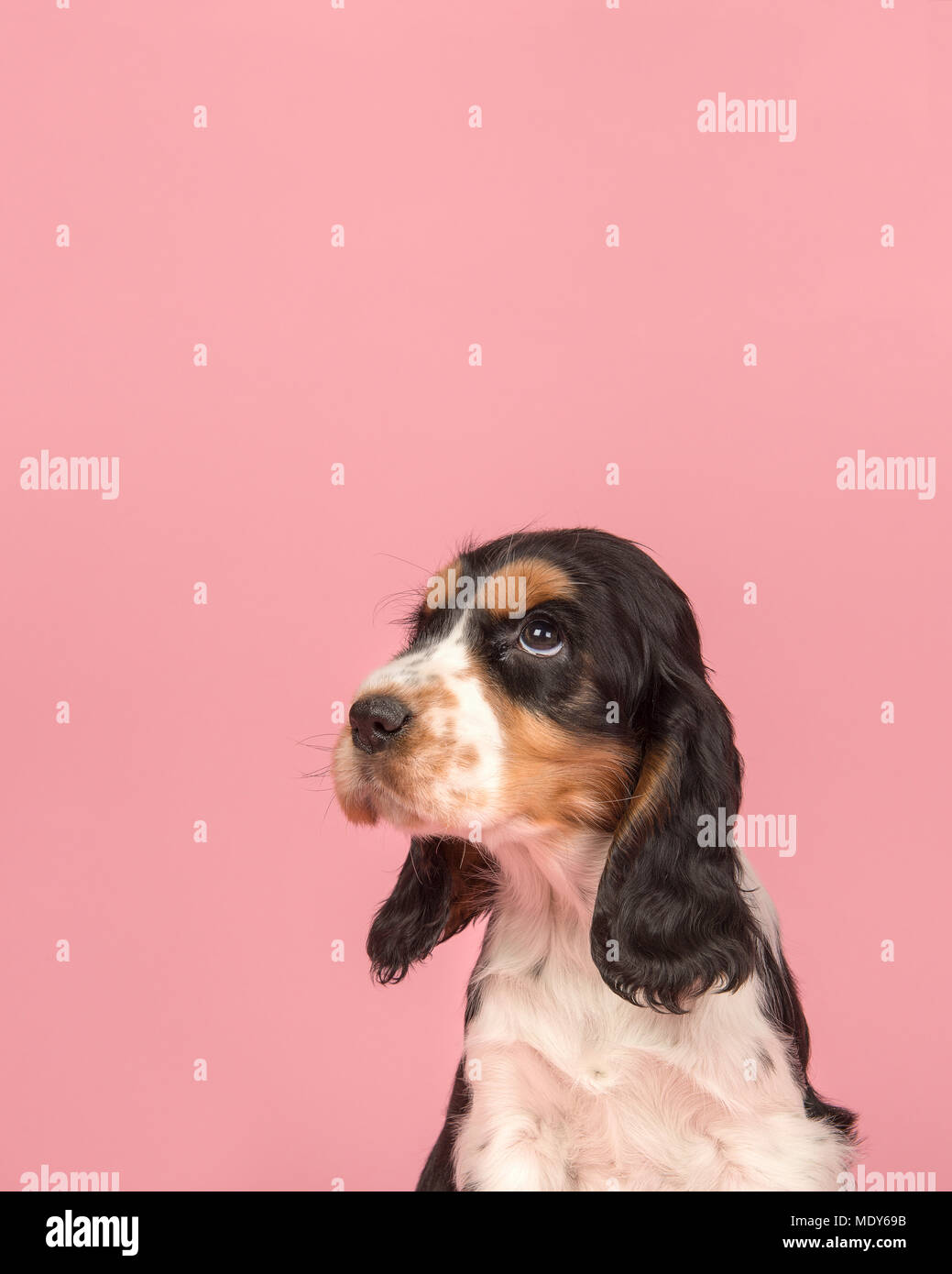 Portrait of a cute cocker spaniel puppy looking up on a pink background ...