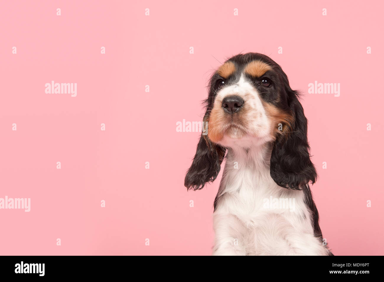 Portrait of a cute cocker spaniel puppy looking at the camera on a pink ...