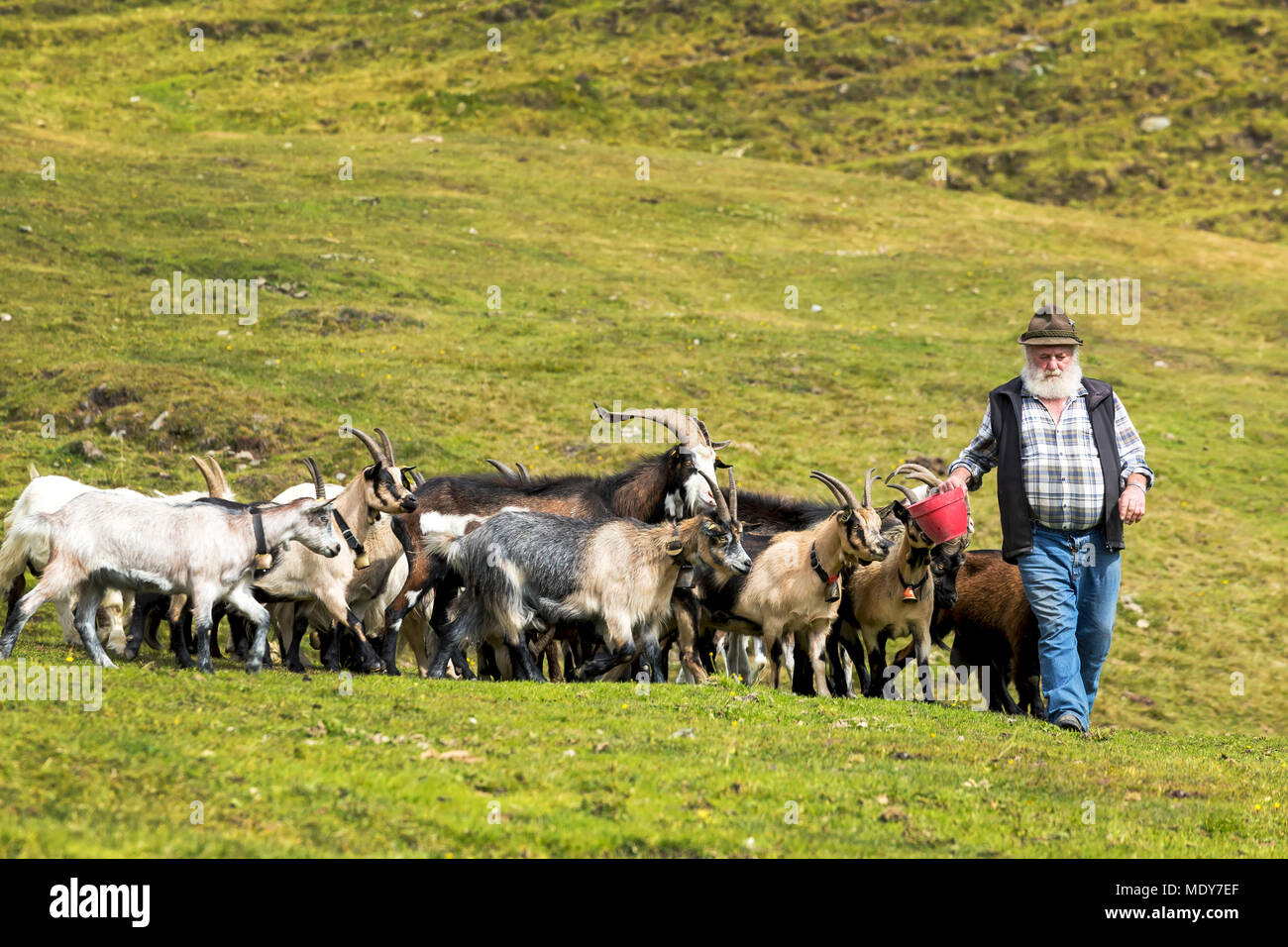 Goat farmer pail hi-res stock photography and images - Alamy