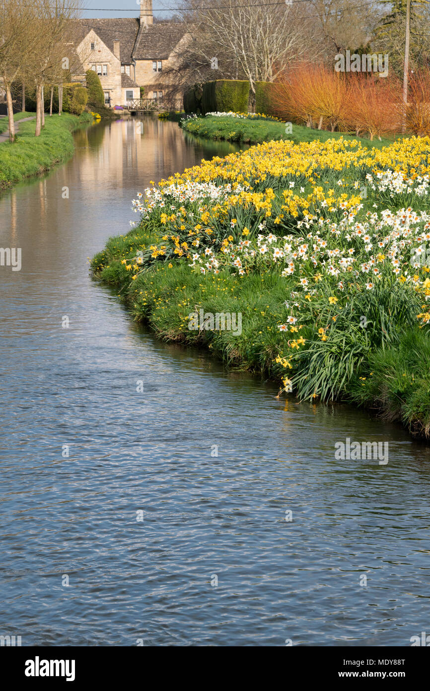 Daffodils in spring along the river windrush in Bourton on the Water ...