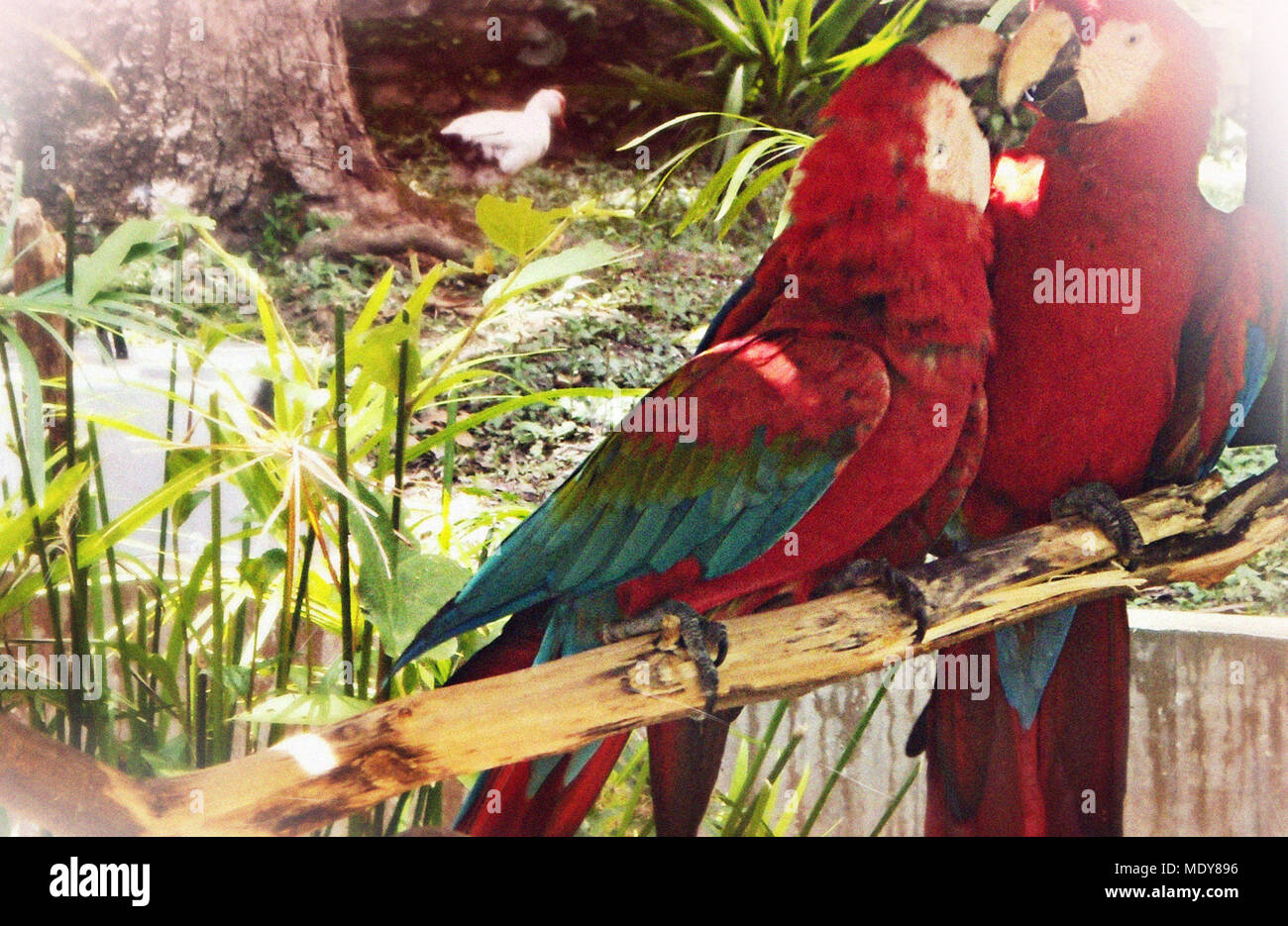 Scarlet macaws tropical hi-res stock photography and images - Alamy