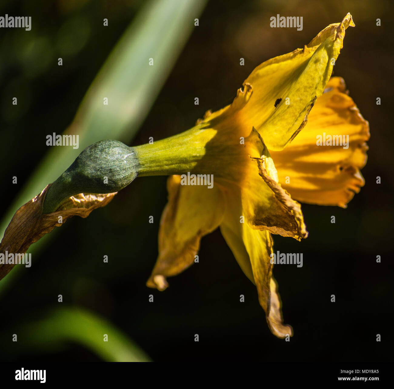 Daffodil Dying In the Garden Stock Photo - Alamy