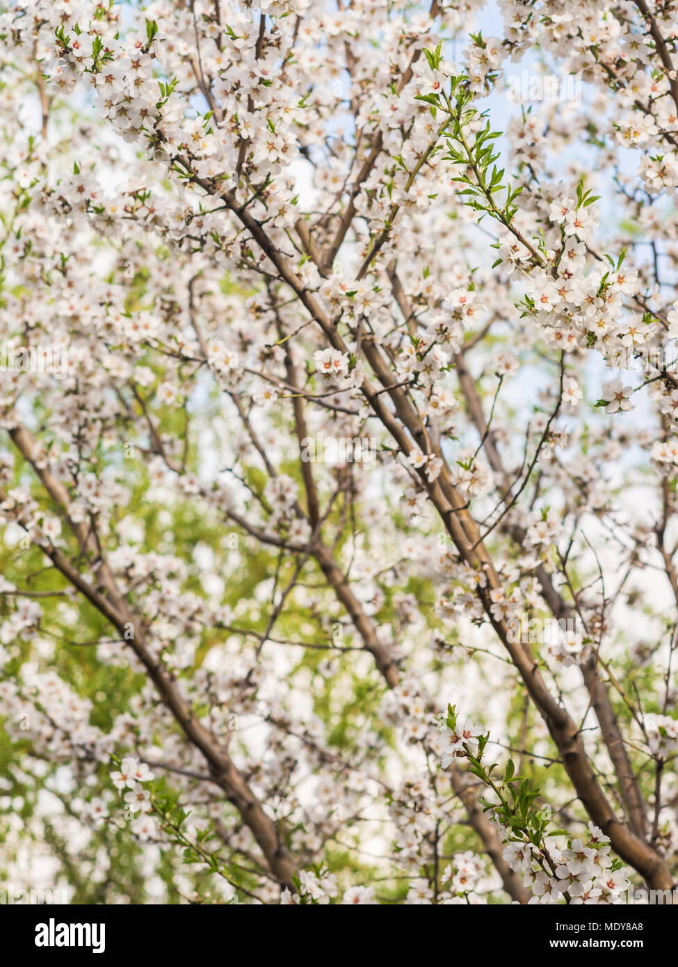 Lush flowering tree. Background of a branch with flowers Stock Photo ...