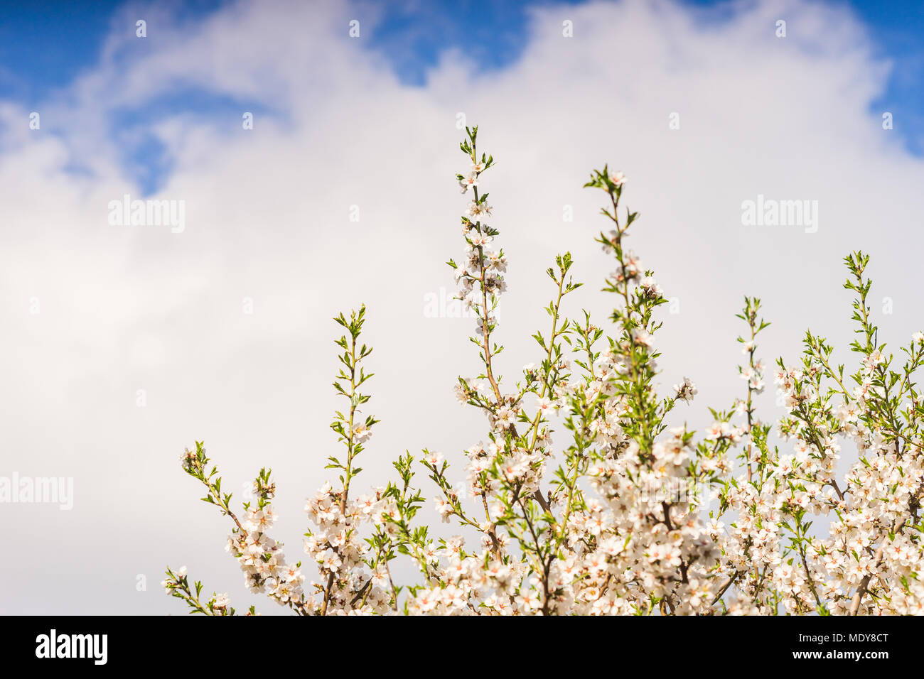Flowering almond tree top against a blue sky with white clouds Stock ...