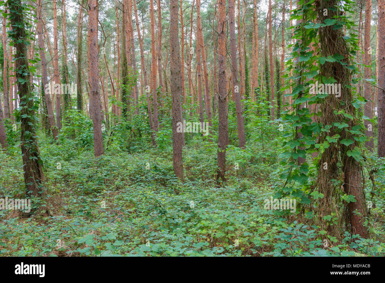 Pine Forest with Climbers, Hesse, Germany Stock Photo - Alamy