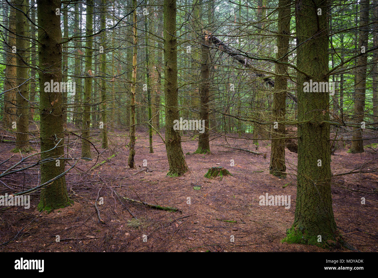 Spooky Spruce Forest, Odenwald, Hesse, Germany Stock Photo - Alamy