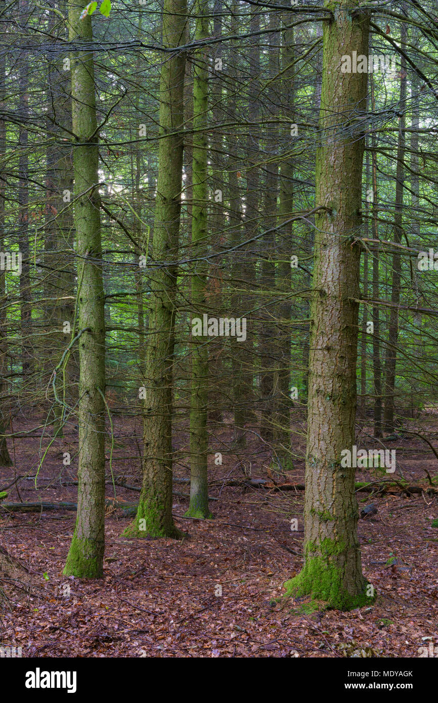 Spruce Forest, Odenwald, Hesse, Germany Stock Photo - Alamy