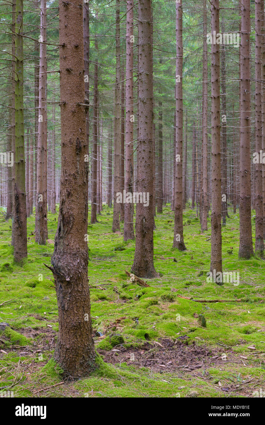 Spruce Forest, Odenwald, Hesse, Germany Stock Photo - Alamy