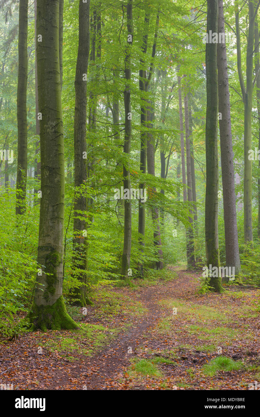 Autumn picture beech trees hi-res stock photography and images - Alamy