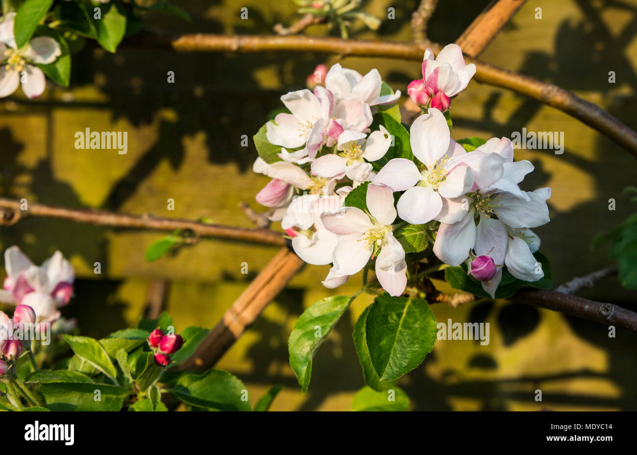 elstar apple tree in garden in holland Stock Photo - Alamy