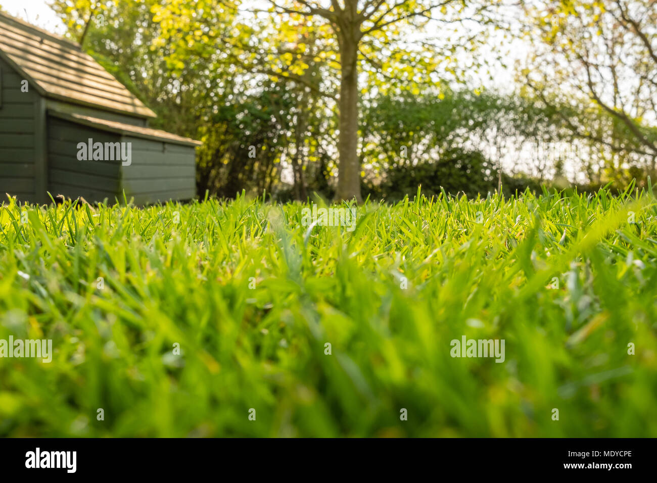Ground level, shallow focus view of a well maintained private lawn ...