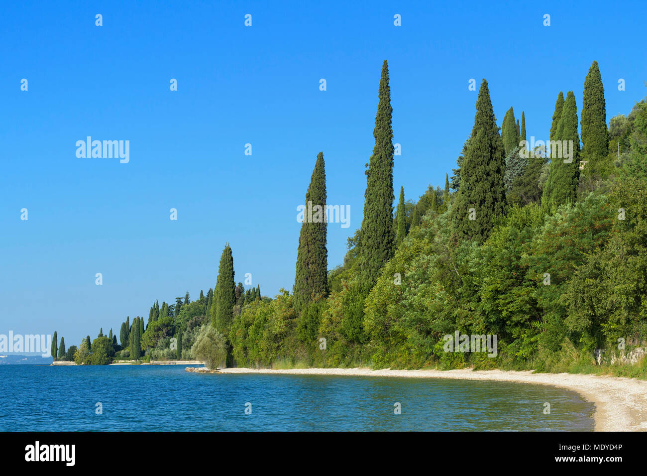 Tree lined lakeshore hi-res stock photography and images - Alamy