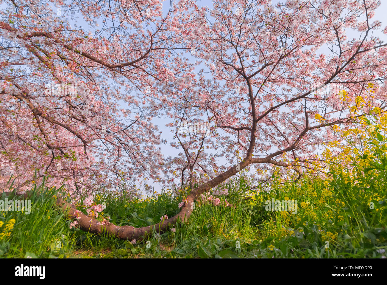 very beautiful nature of japan sakura cherry blossom in spring season ...