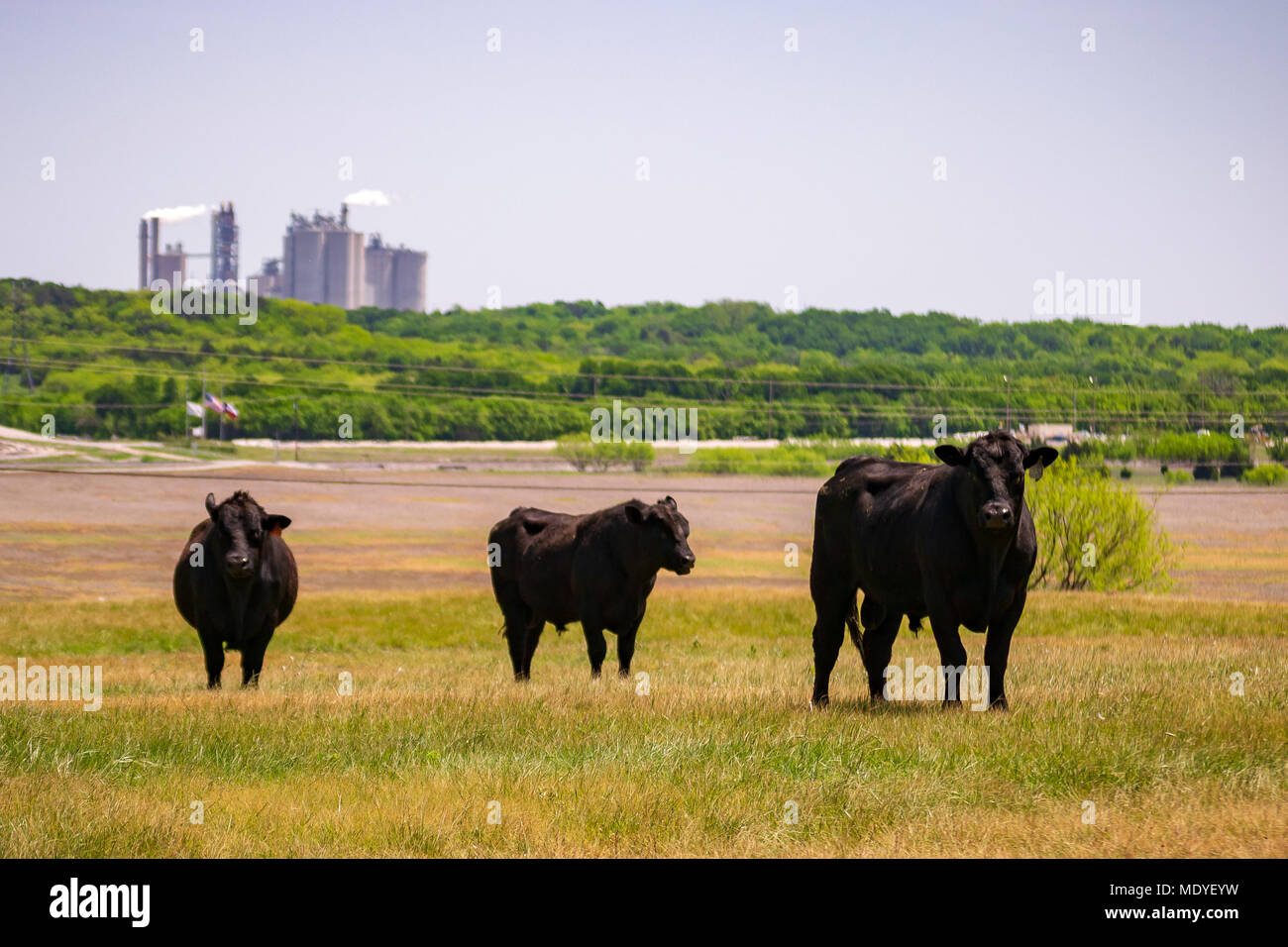 Industrial cattle hi-res stock photography and images - Alamy
