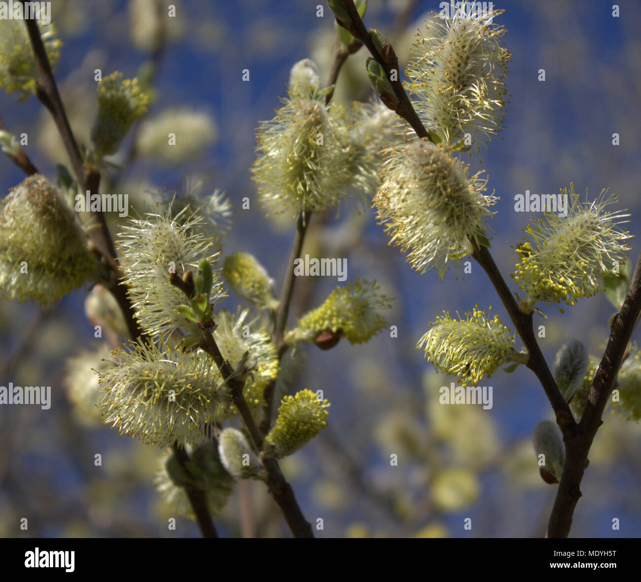 willow salix caprea male catkins breaking bud in the warm spring ...