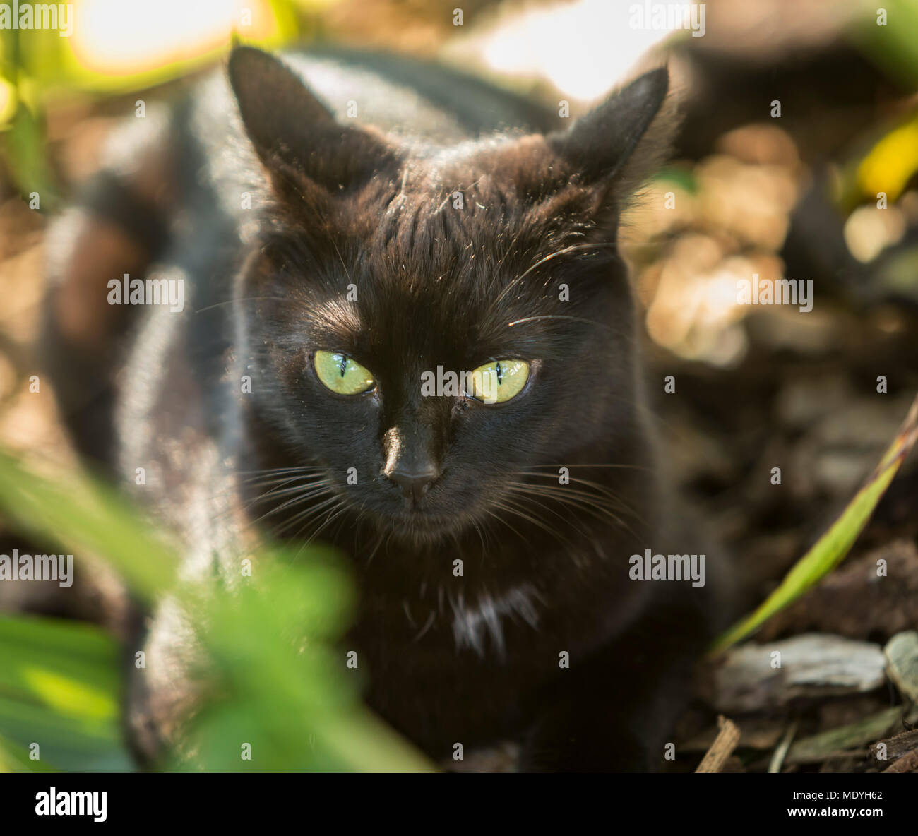 Young black cat hiding in the undergrowth Stock Photo - Alamy